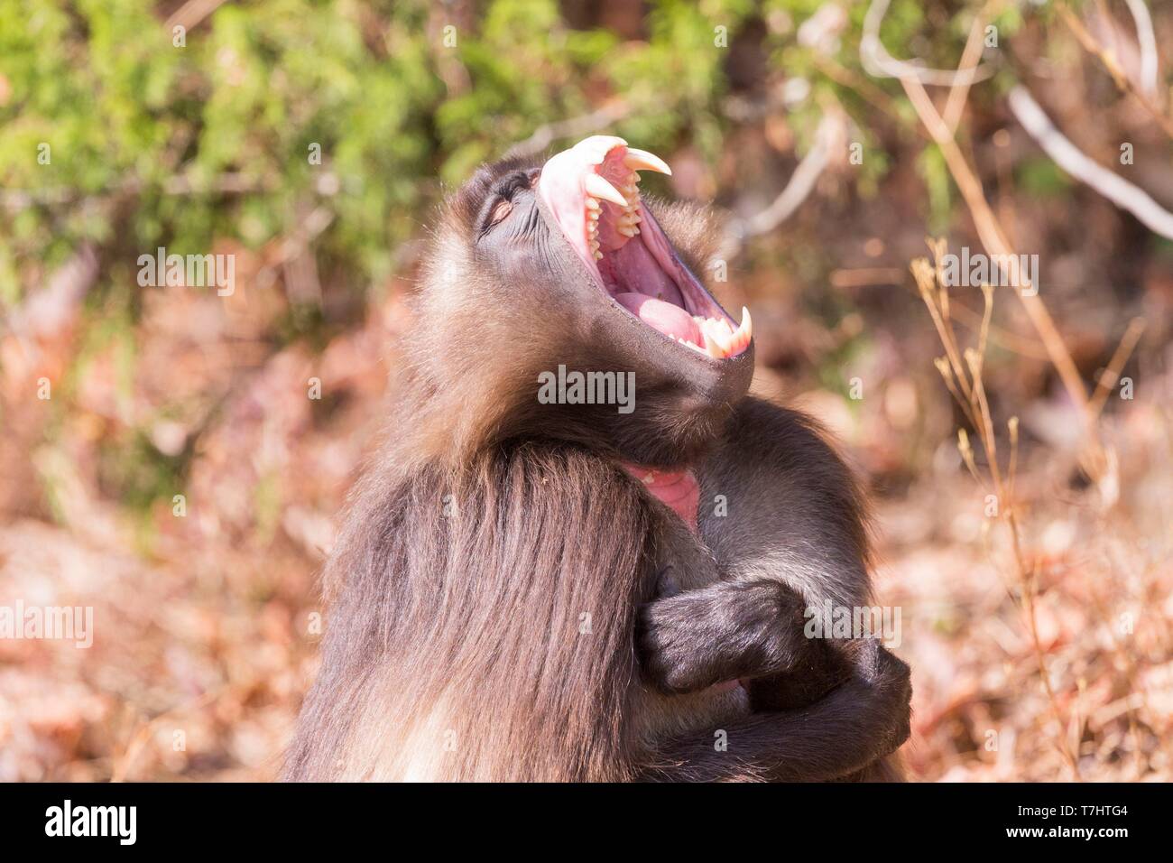 Ethiopia, Rift Valley, Debre Libanos, Gelada or Gelada baboon ...