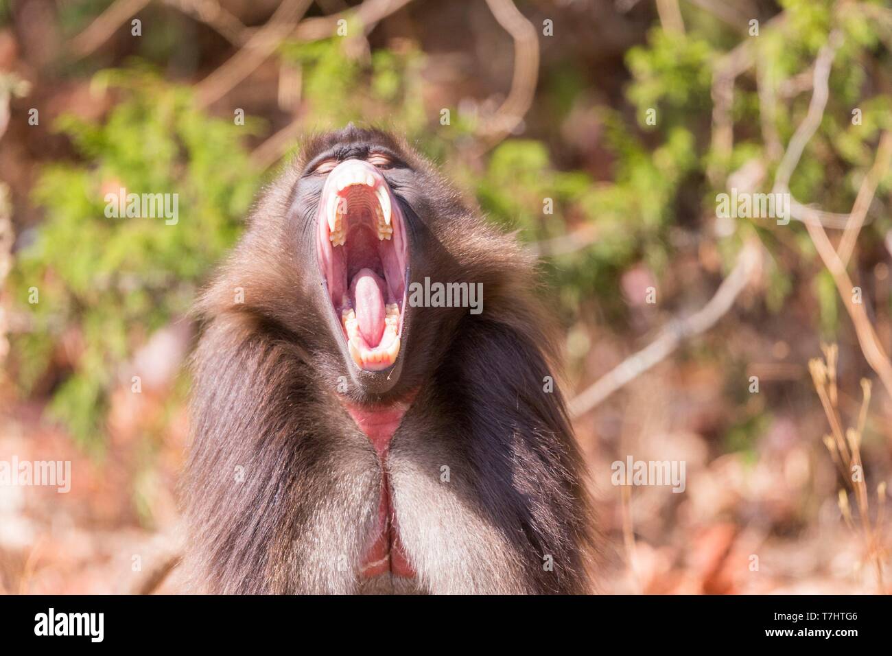 Ethiopia, Rift Valley, Debre Libanos, Gelada or Gelada baboon ...