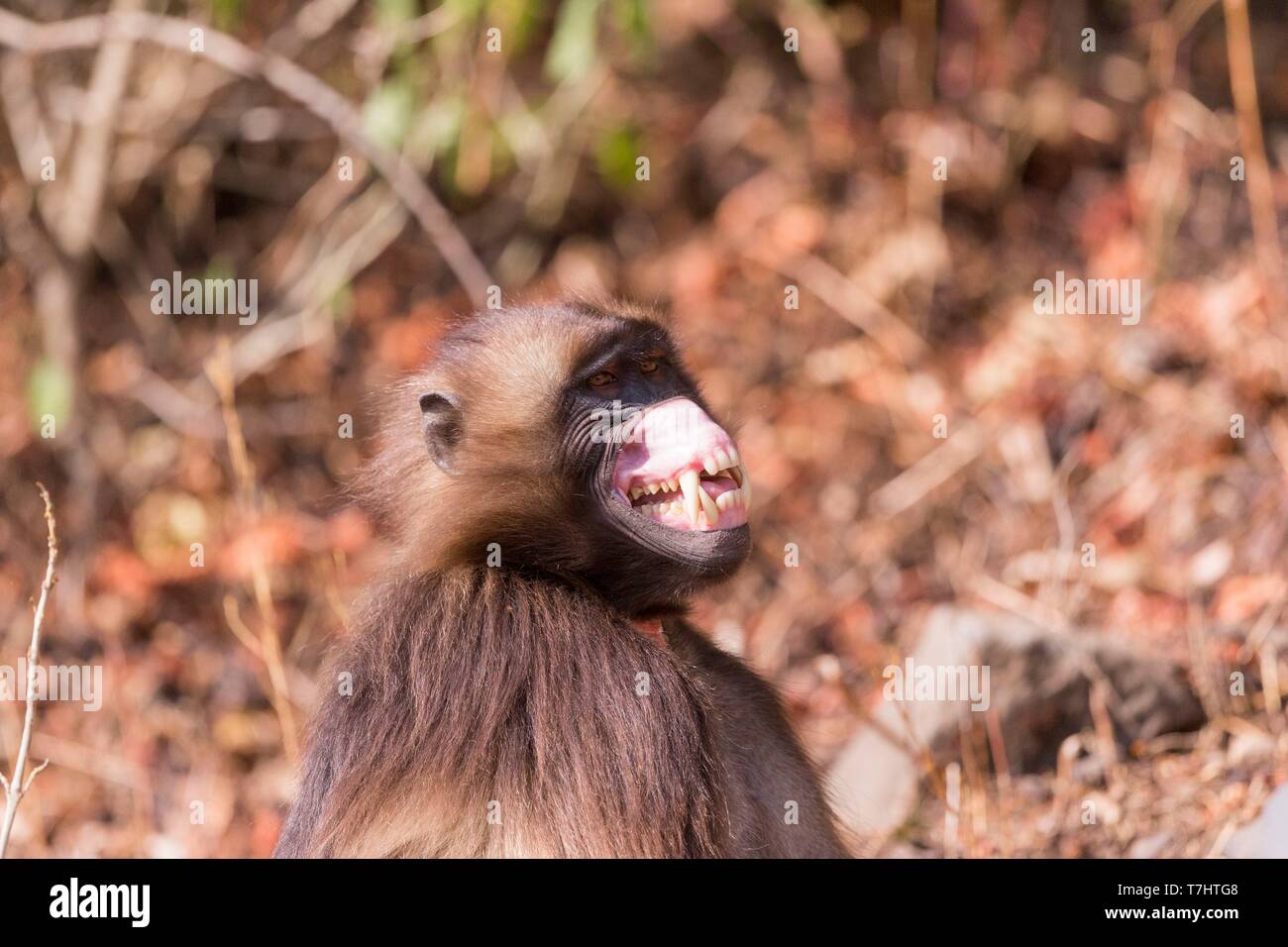 Ethiopia, Rift Valley, Debre Libanos, Gelada or Gelada baboon ...