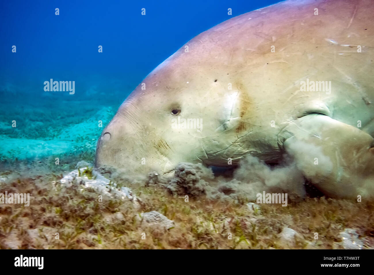 Dugong seagrass hi-res stock photography and images - Alamy