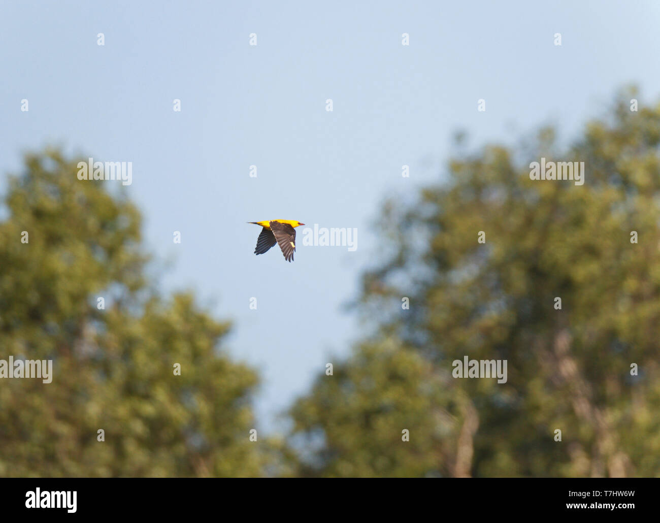 Oriole Flying High Resolution Stock Photography and Images - Alamy
