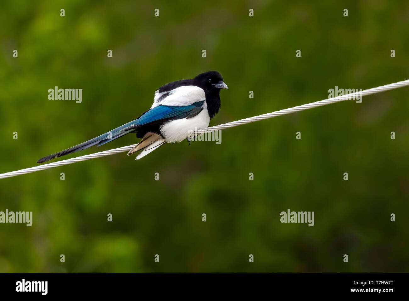 Russian black billed magpie hi-res stock photography and images - Alamy