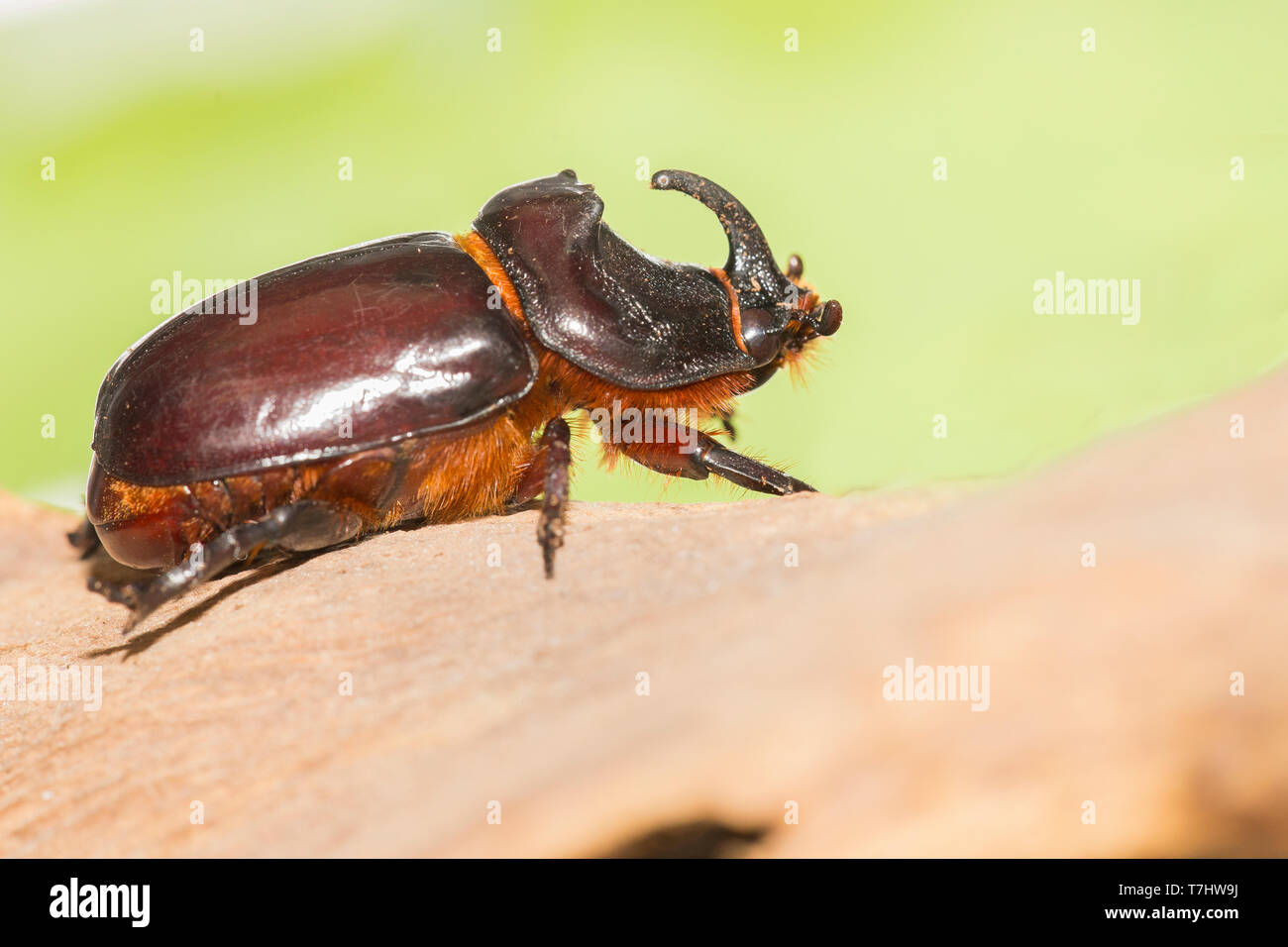European Rhinoceros Beetle (Oryctes nasicornis Stock Photo - Alamy