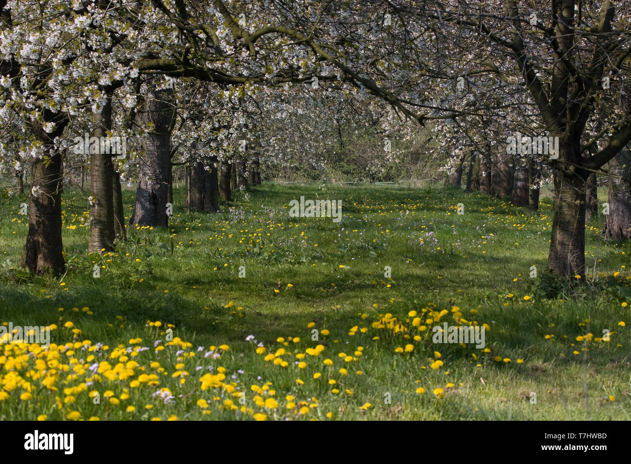 Fruit trees in bloom, Meteren, Betuwe, Netherlands Stock Photo - Alamy