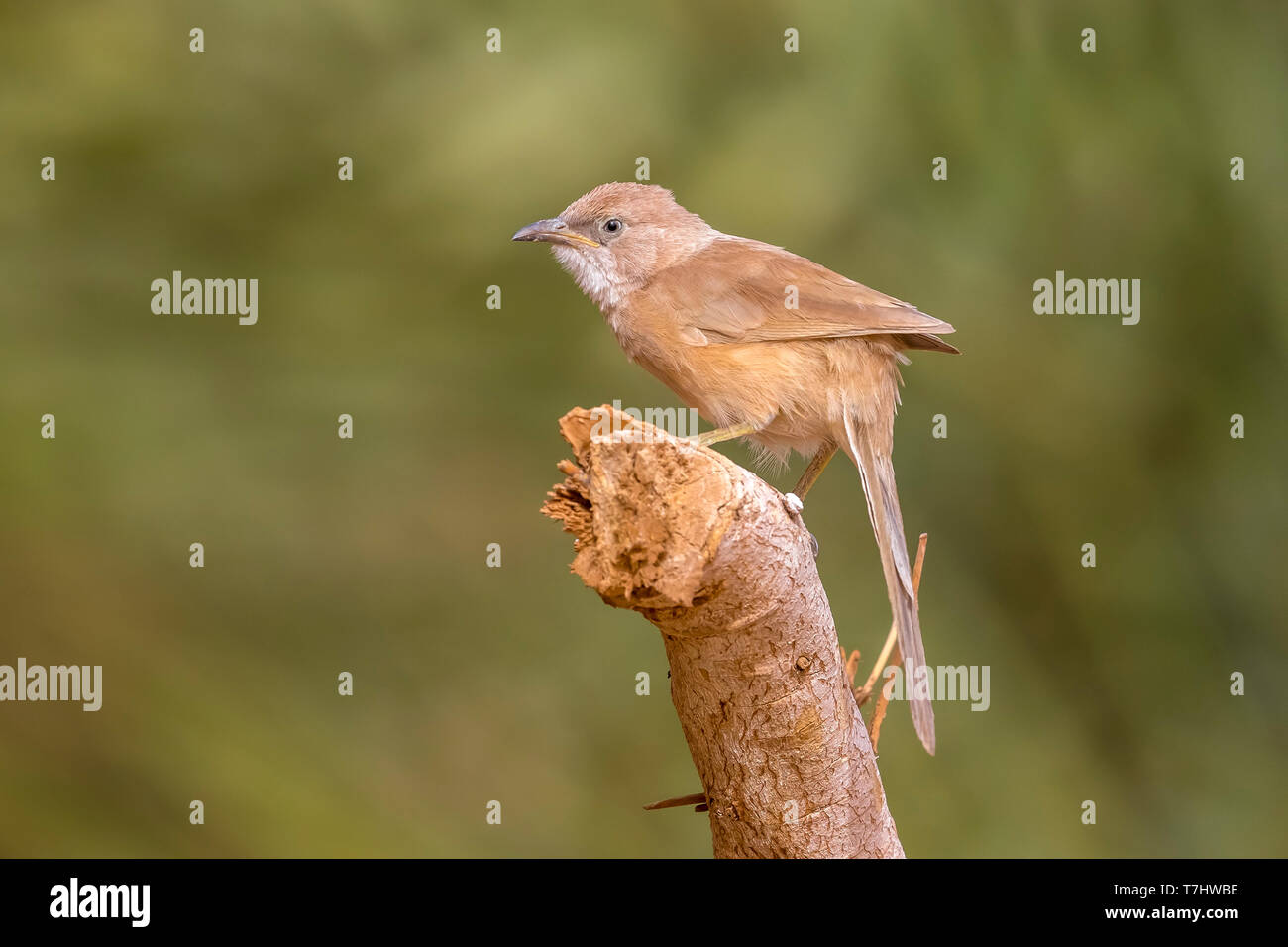 Argya fulva maroccana hi-res stock photography and images - Alamy