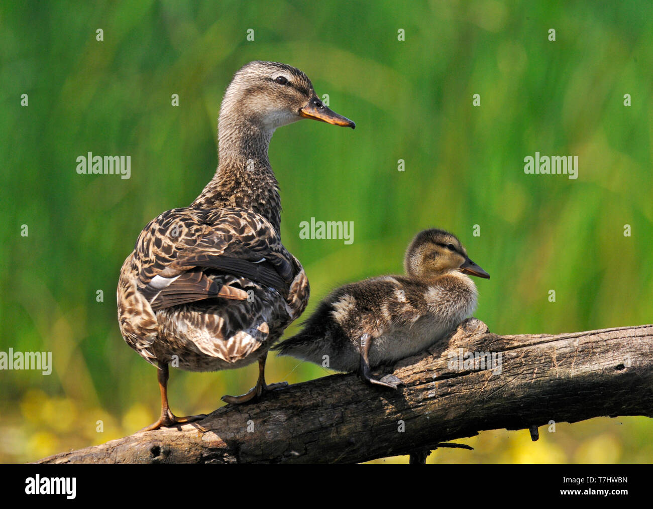 Female Gadwall with young Stock Photo - Alamy