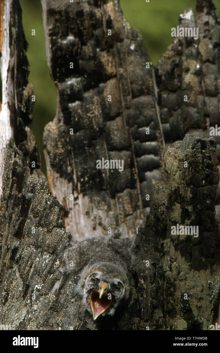 Strix nebulosa chick hi-res stock photography and images - Alamy