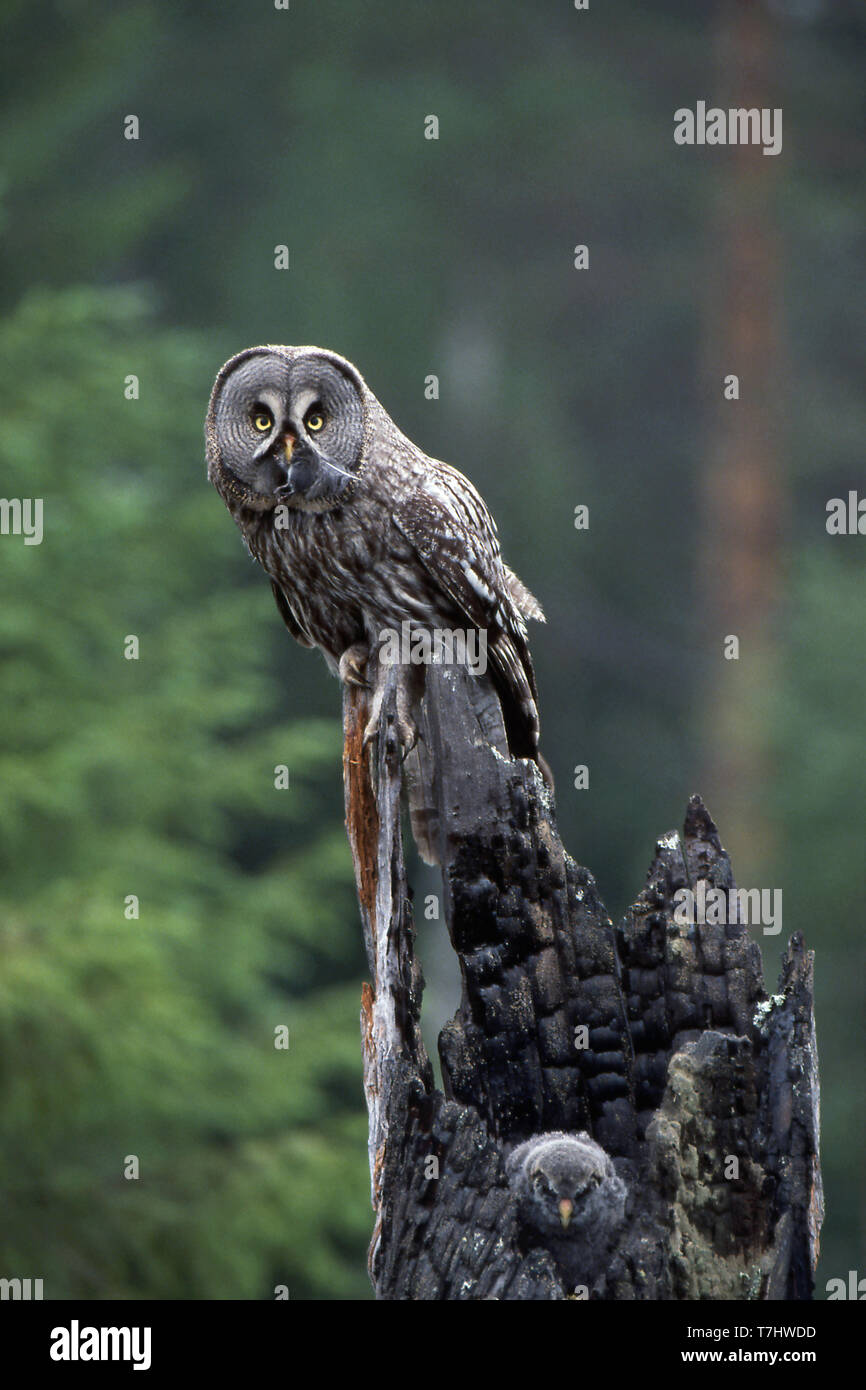 Great grey owl chick hi-res stock photography and images - Alamy