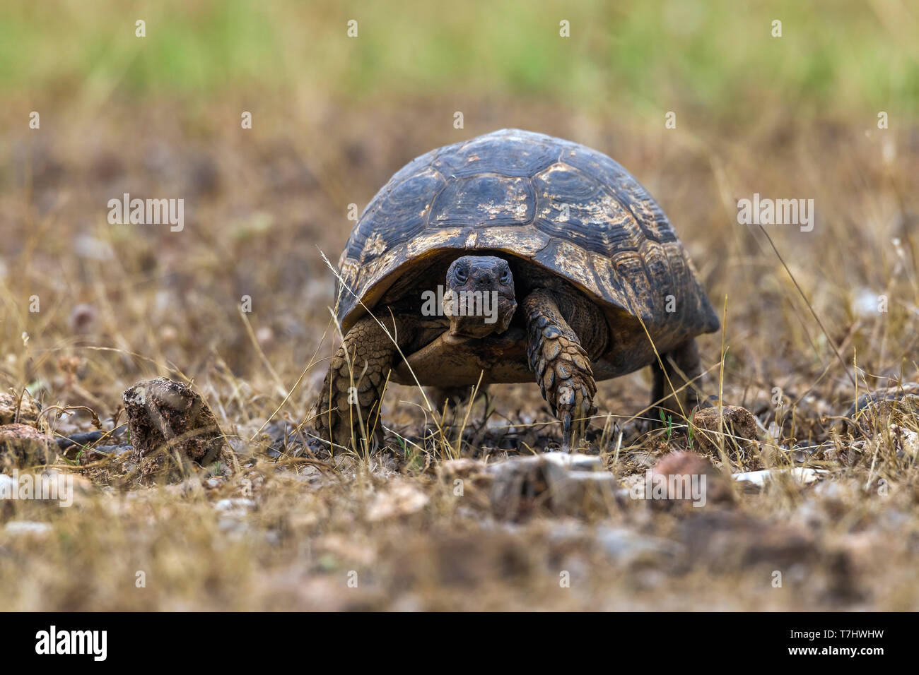 Common tortoise and greek tortoise hi-res stock photography and images ...