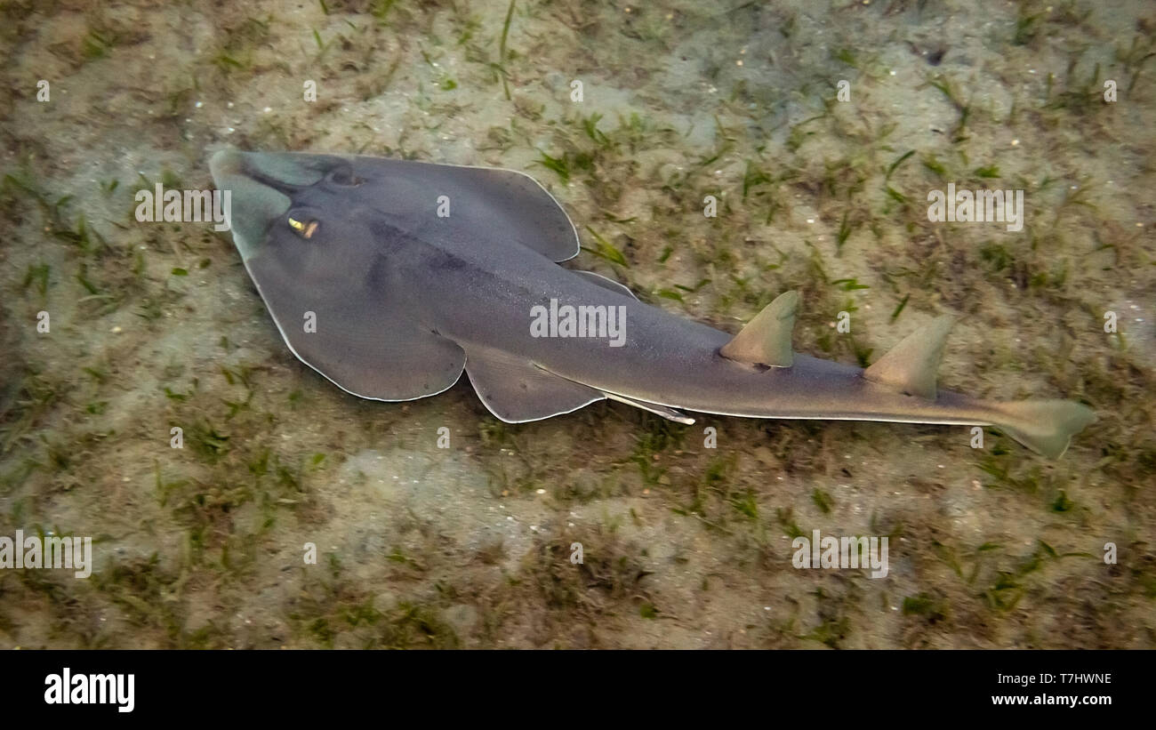 Male Halavi Guitarfish on the seagrass in Marsa Alam area in Red Sea ...