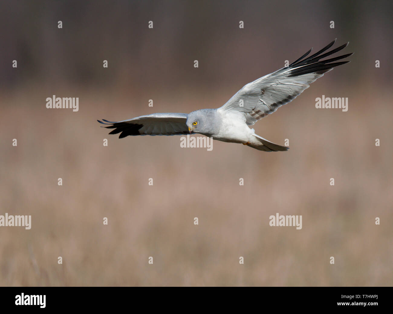 Male hen harrier hi-res stock photography and images - Alamy