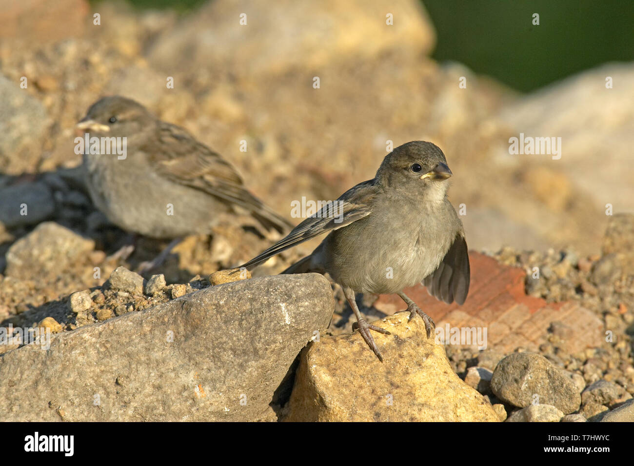 Immature house sparrow hi-res stock photography and images - Alamy