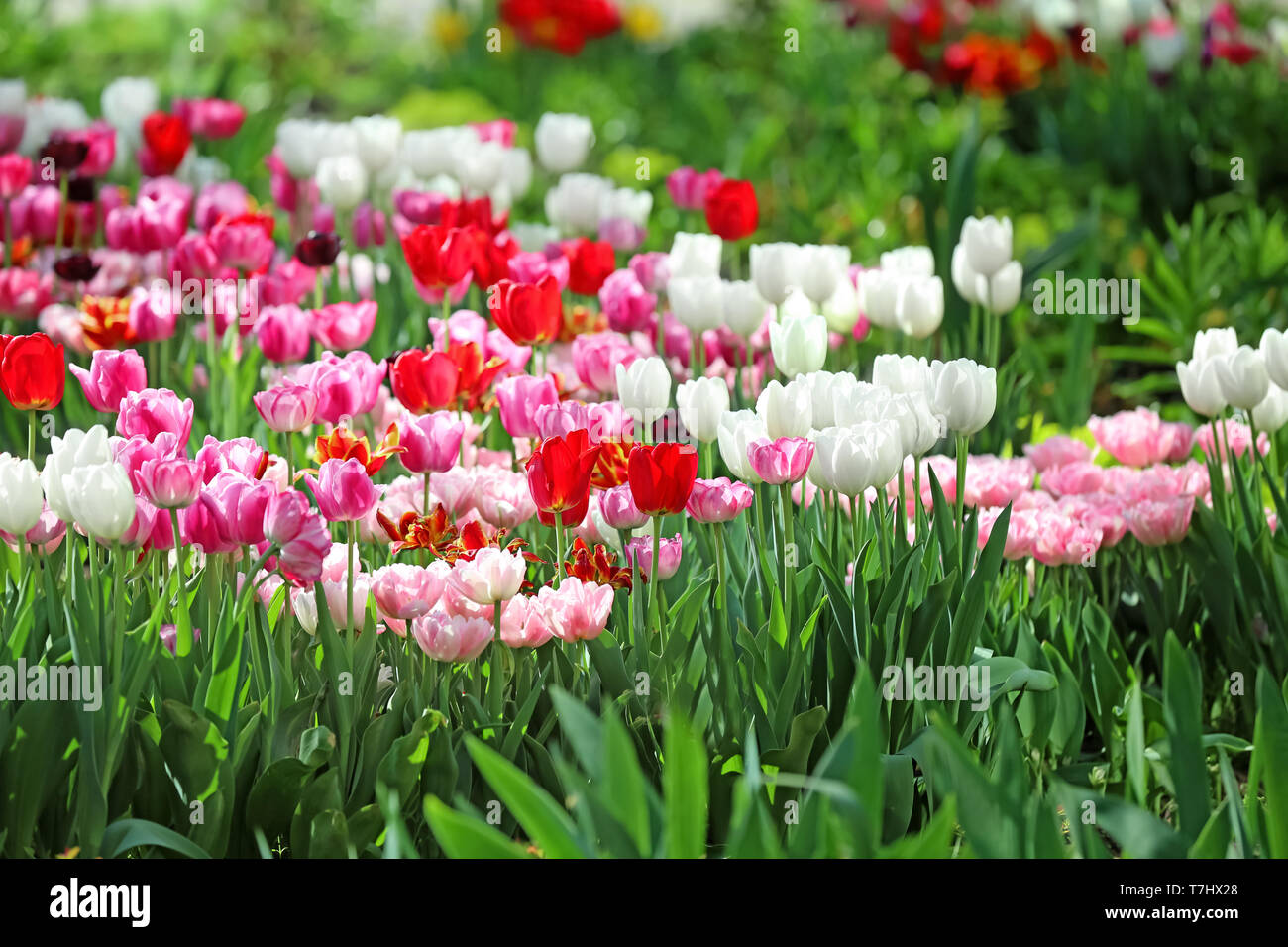 Beautiful blossoming tulips outdoors Stock Photo - Alamy