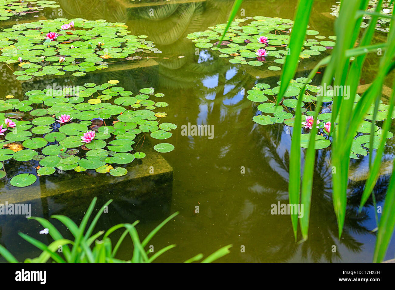 White and pink lotuses in the pond in a quiet and peaceful park ...