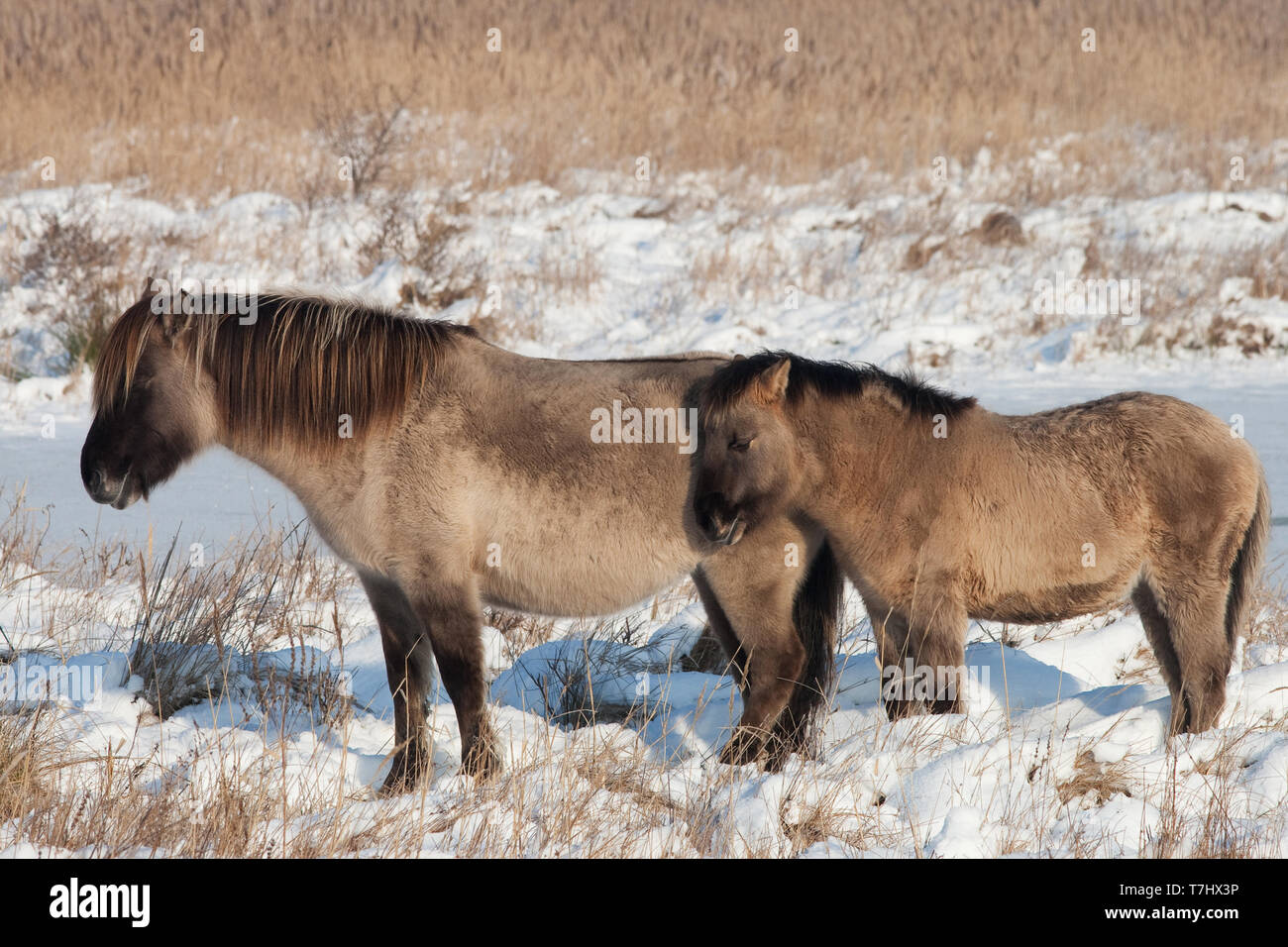 The konik or polish primitive horse is a small horse hi-res stock ...