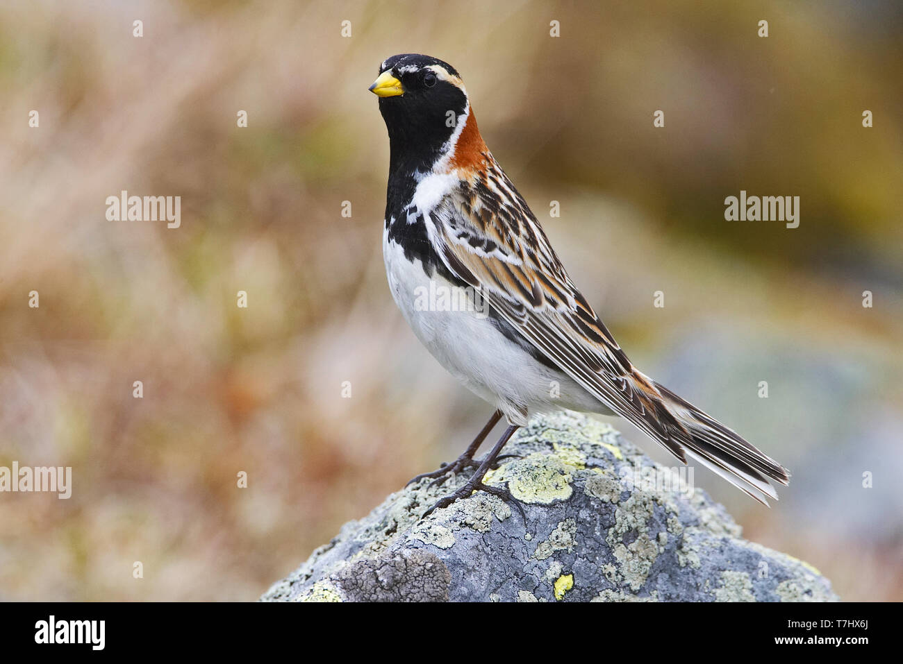Lapland Longspur, Calcarius lapponicus Stock Photo - Alamy
