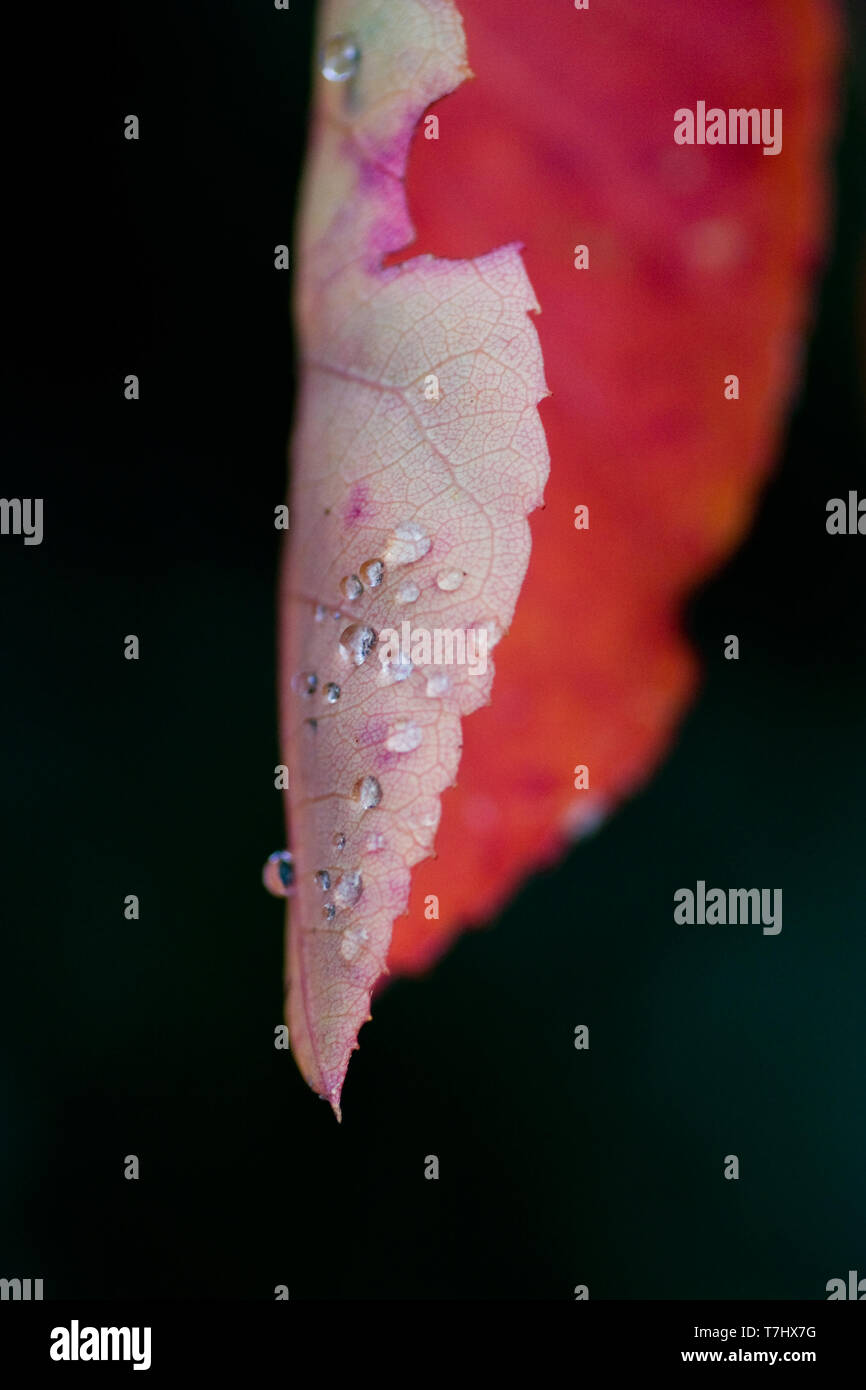 Autumn leaf with raindrops, Netherlands Stock Photo - Alamy