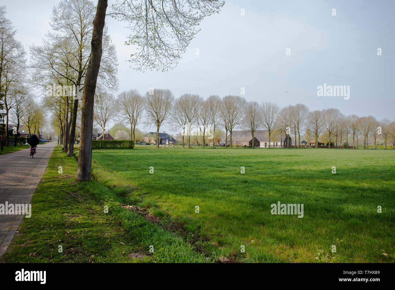 Green field and little village in the Netherland, people on bicycle in ...