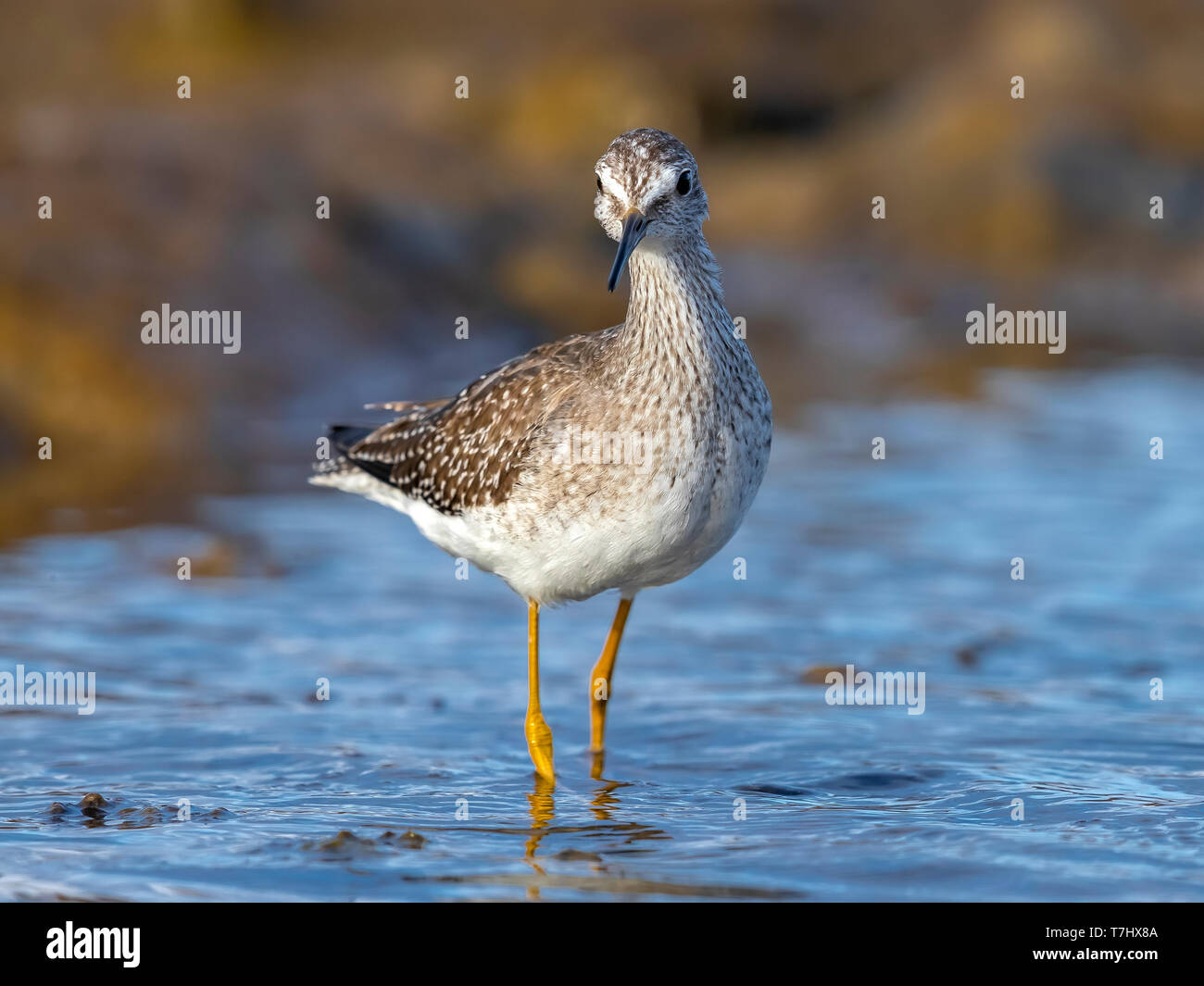 Juvenile lesser yellowlegs hi-res stock photography and images - Alamy