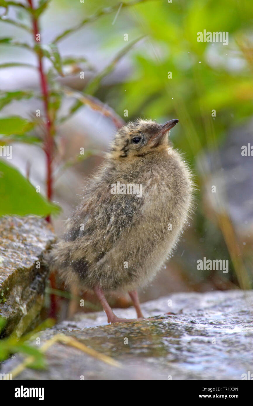 immature Little Gull Stock Photo - Alamy
