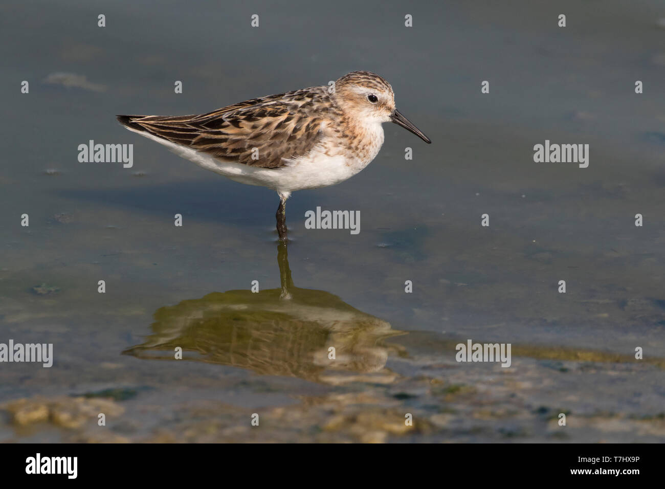 Little Lesbos High Resolution Stock Photography and Images - Alamy