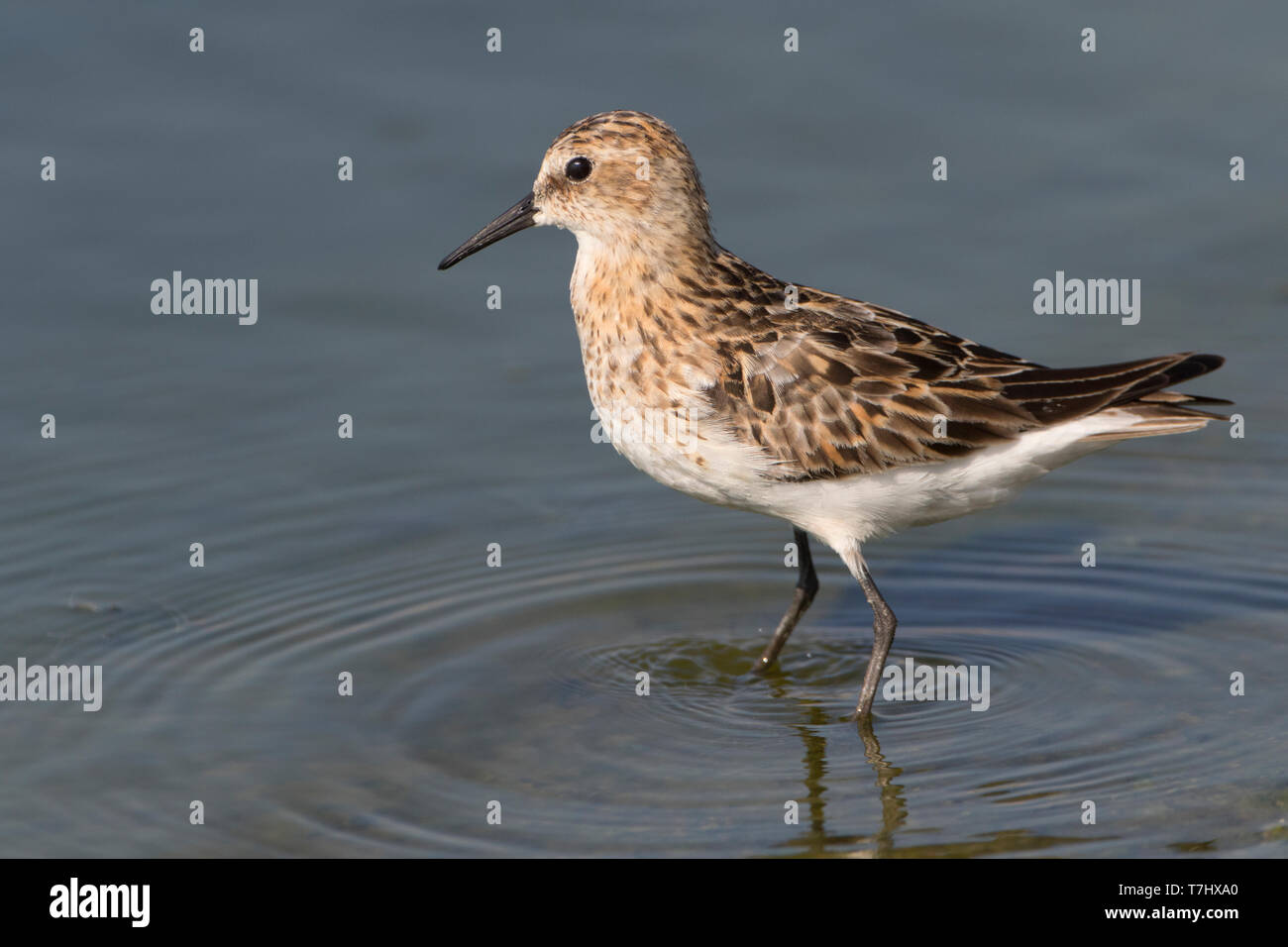 Adult little stint summer plumage hi-res stock photography and images ...