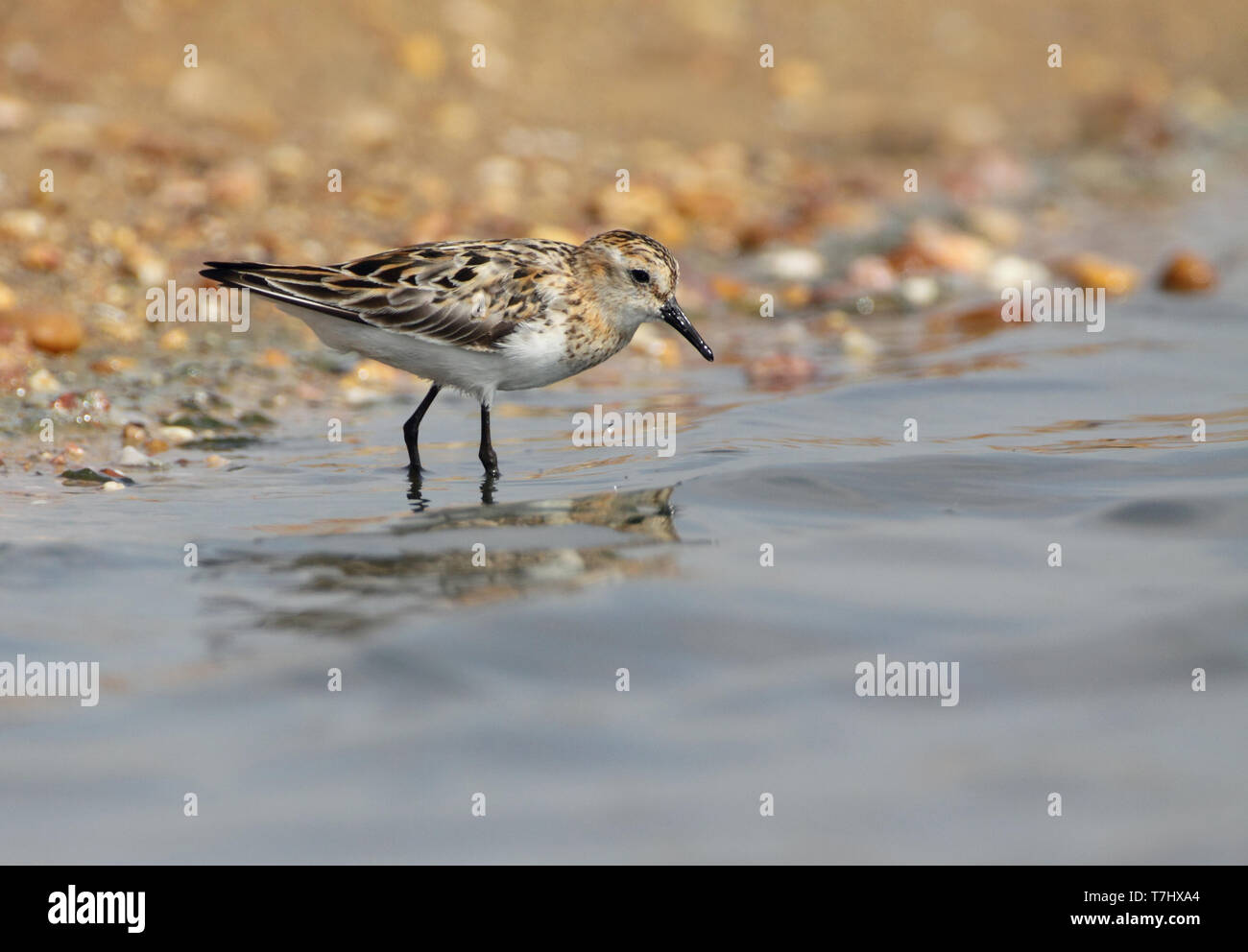 Adult little stint summer plumage hi-res stock photography and images ...