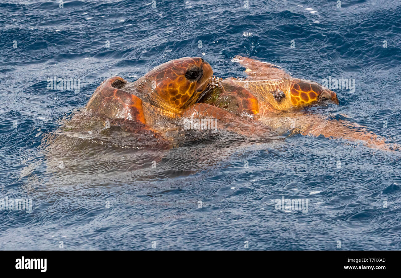 Onechte karetschildpad hi-res stock photography and images - Alamy