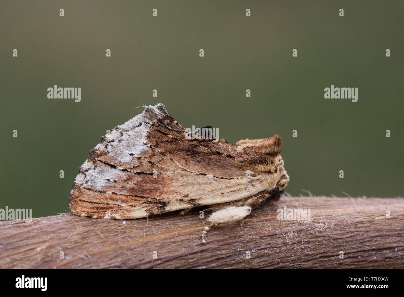 Maple moth hi-res stock photography and images - Alamy