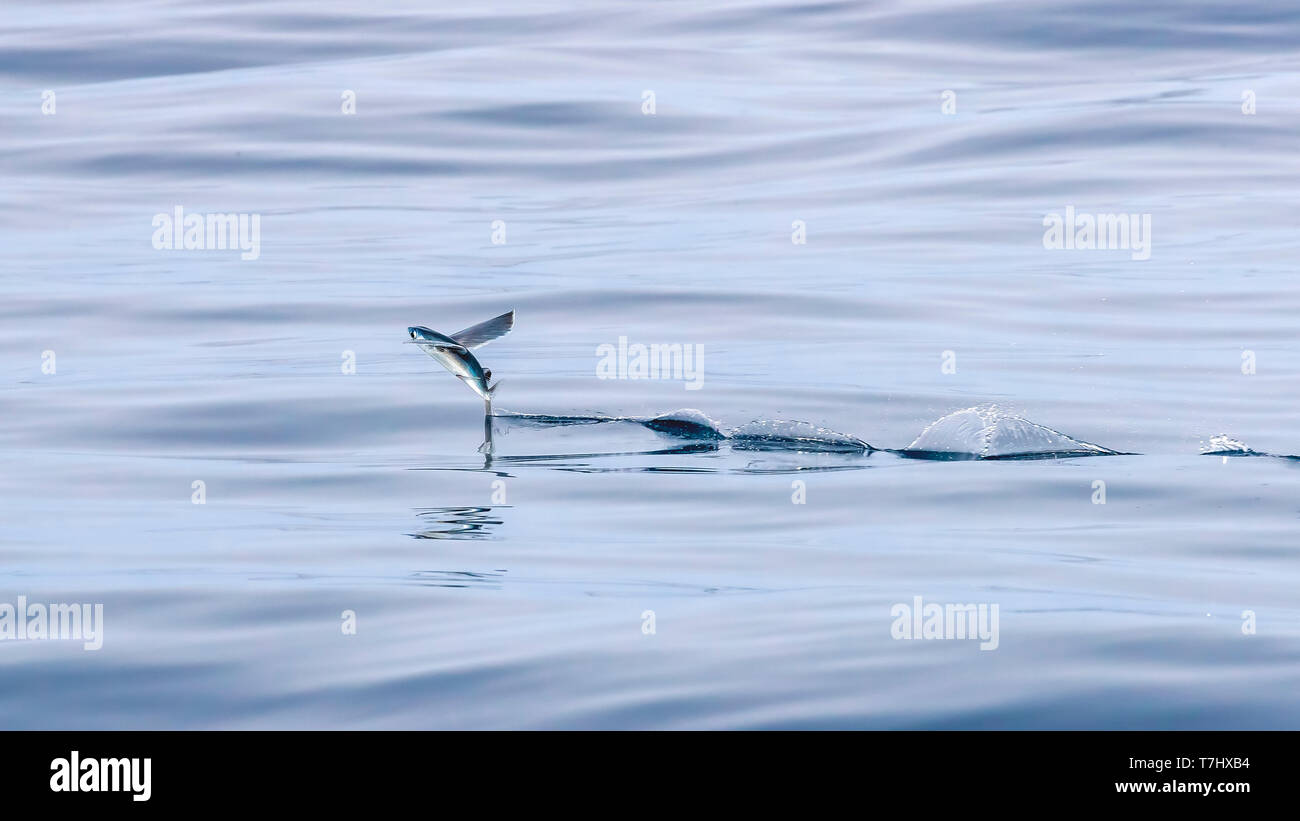 Flyingfish hi-res stock photography and images - Alamy