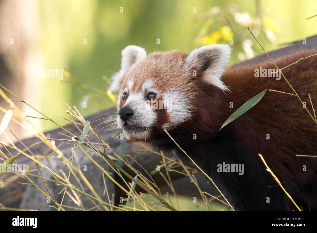 red panda on a tree while resting Stock Photo - Alamy
