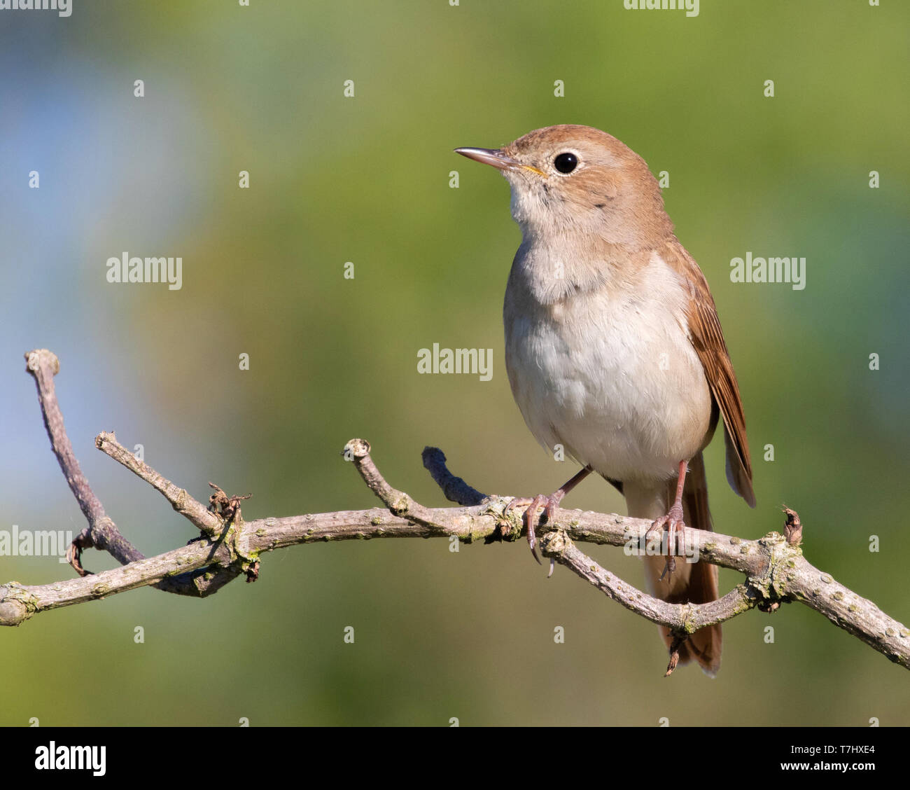 Dutch nightingale hi-res stock photography and images - Alamy