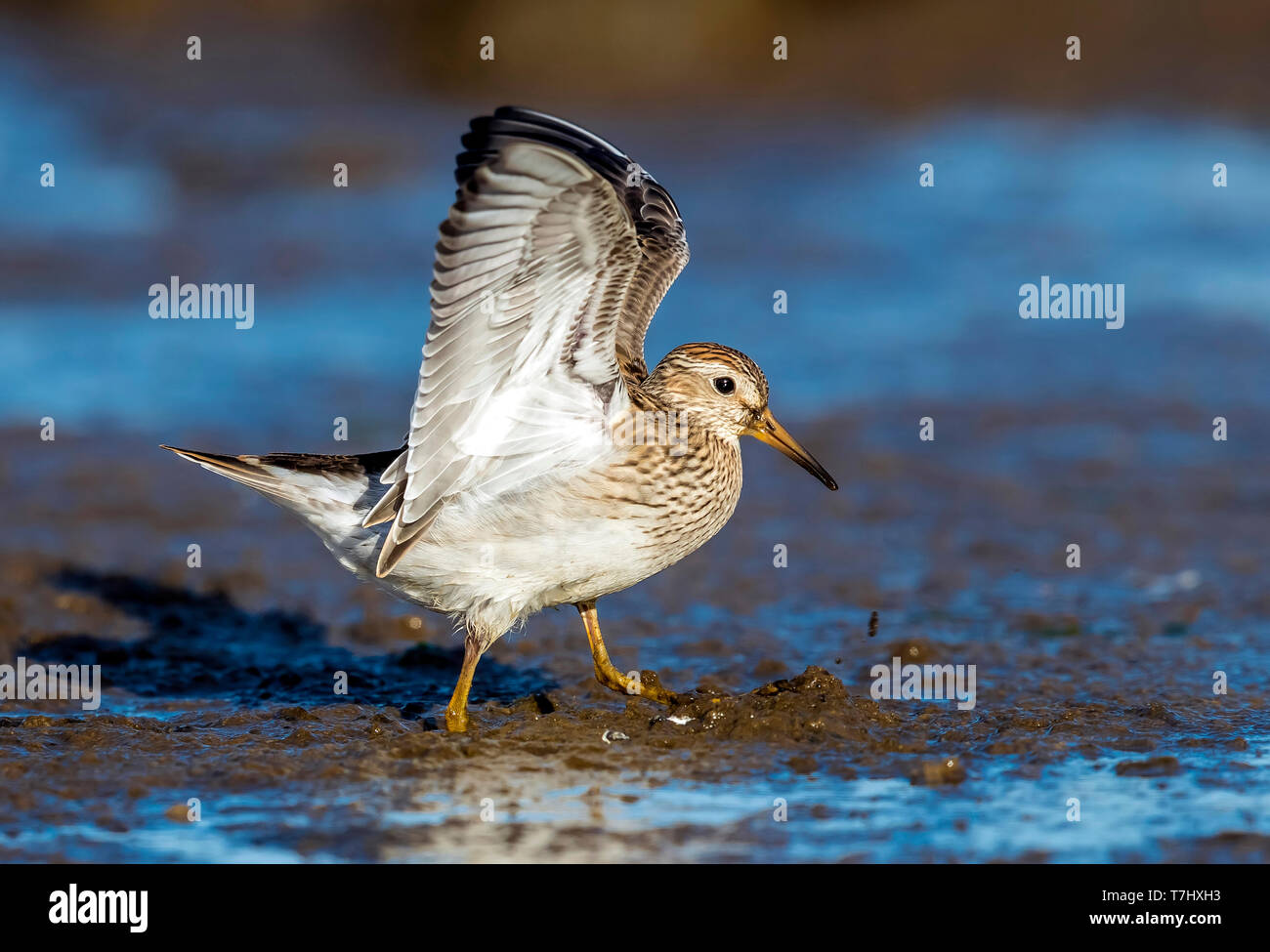 Pectoral sandpiper juvenile hi-res stock photography and images - Alamy