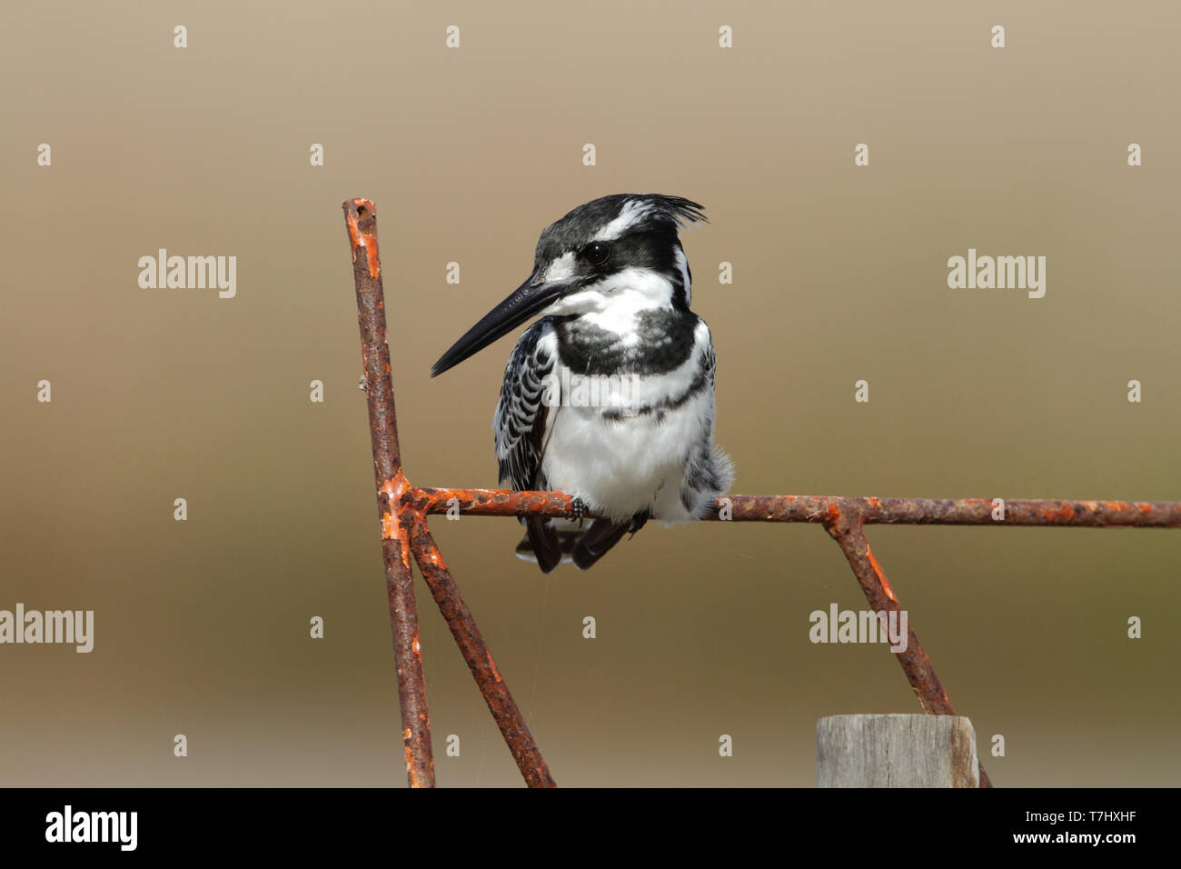 Velddrif south africa hi-res stock photography and images - Alamy