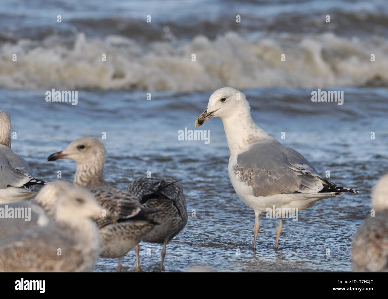 Subadult Caspian Gull (Larus cachinnans) standing on the North sea ...