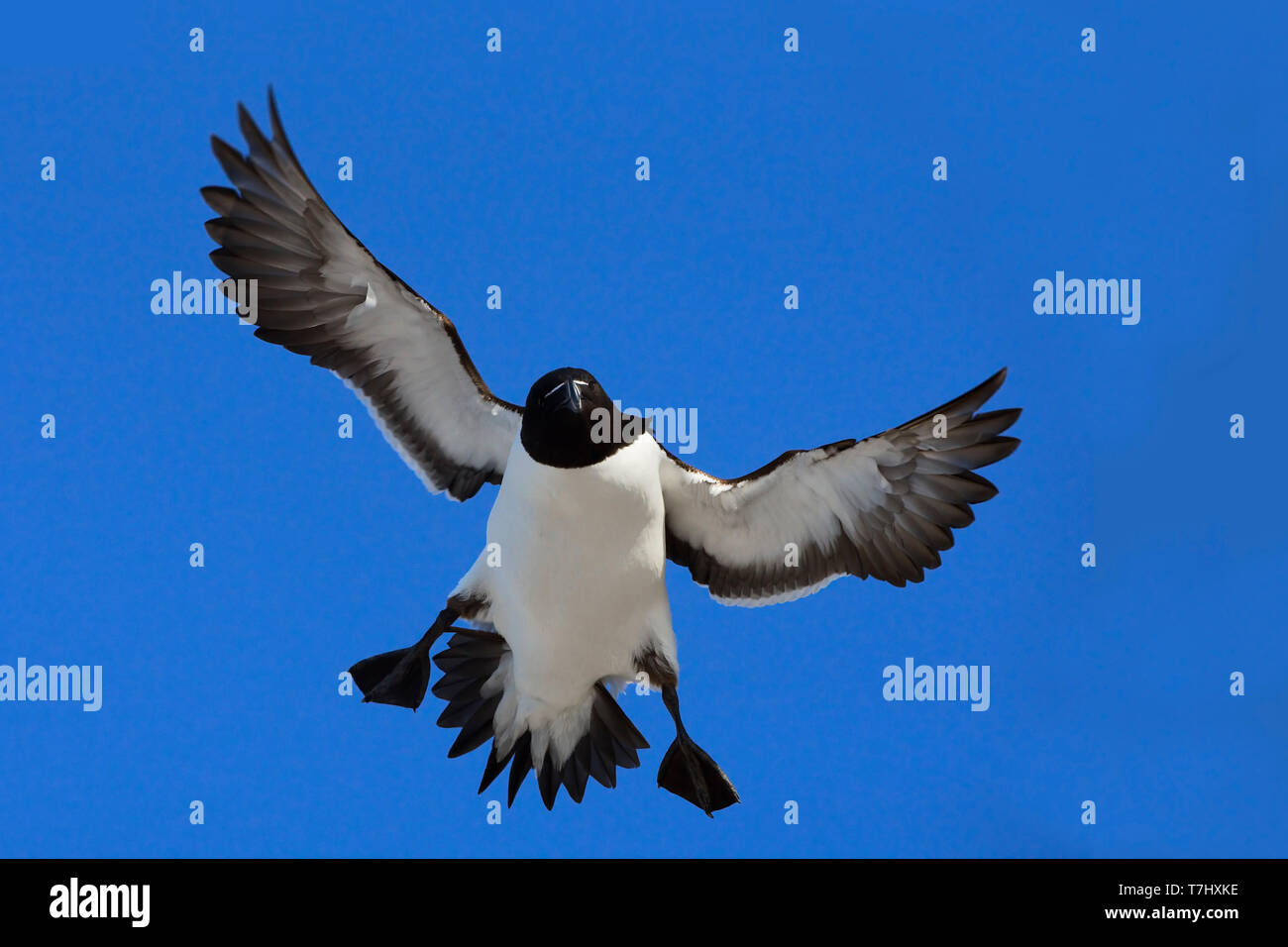 Flying summer plumaged Razorbill Stock Photo - Alamy
