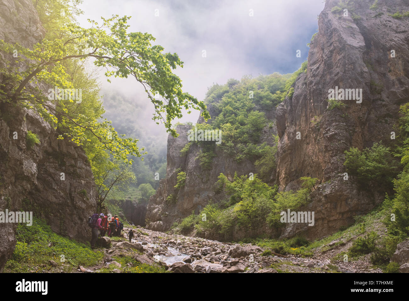 Forested mountain background hi-res stock photography and images - Alamy