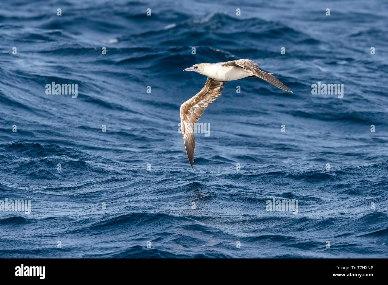 Immature 2nd-cycle Atlantic Red-footed Booby flying over the channel ...