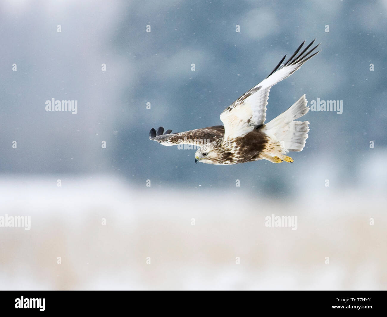 Rough-legged Buzzard adult hunting Stock Photo - Alamy