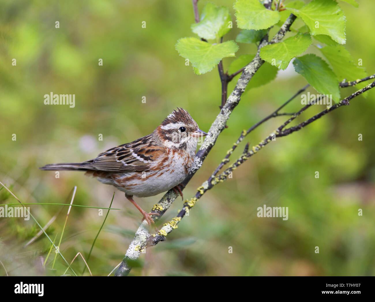 Rustic Bunting, Emberiza rustica Stock Photo - Alamy