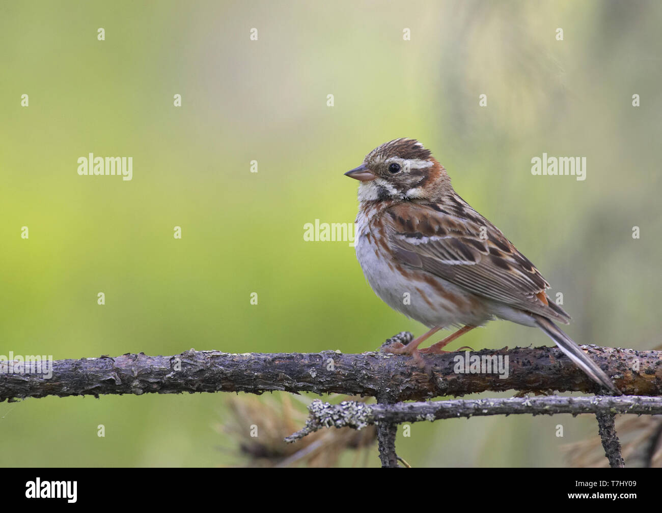 Rustic Bunting, Emberiza rustica Stock Photo - Alamy