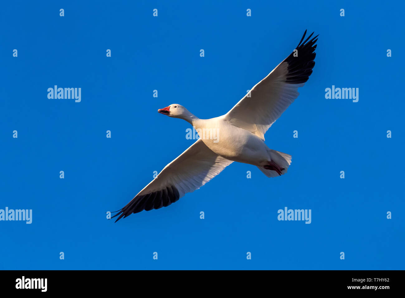 White morph adult Snow Goose (Anser caerulescens) flying over rural ...