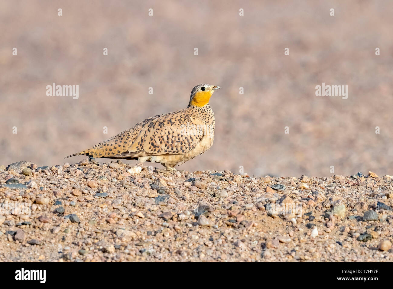 Adult female Crowned Sandgrouse (Pterocles coronatus) standing on the ...