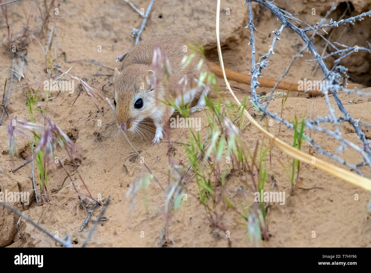 Tamarisk Jird (Meriones tamariscinus) sitting on the steppe ground in ...