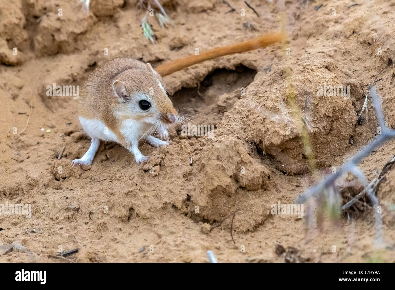 Tamarisk Jird (Meriones tamariscinus) sitting on the steppe ground in ...