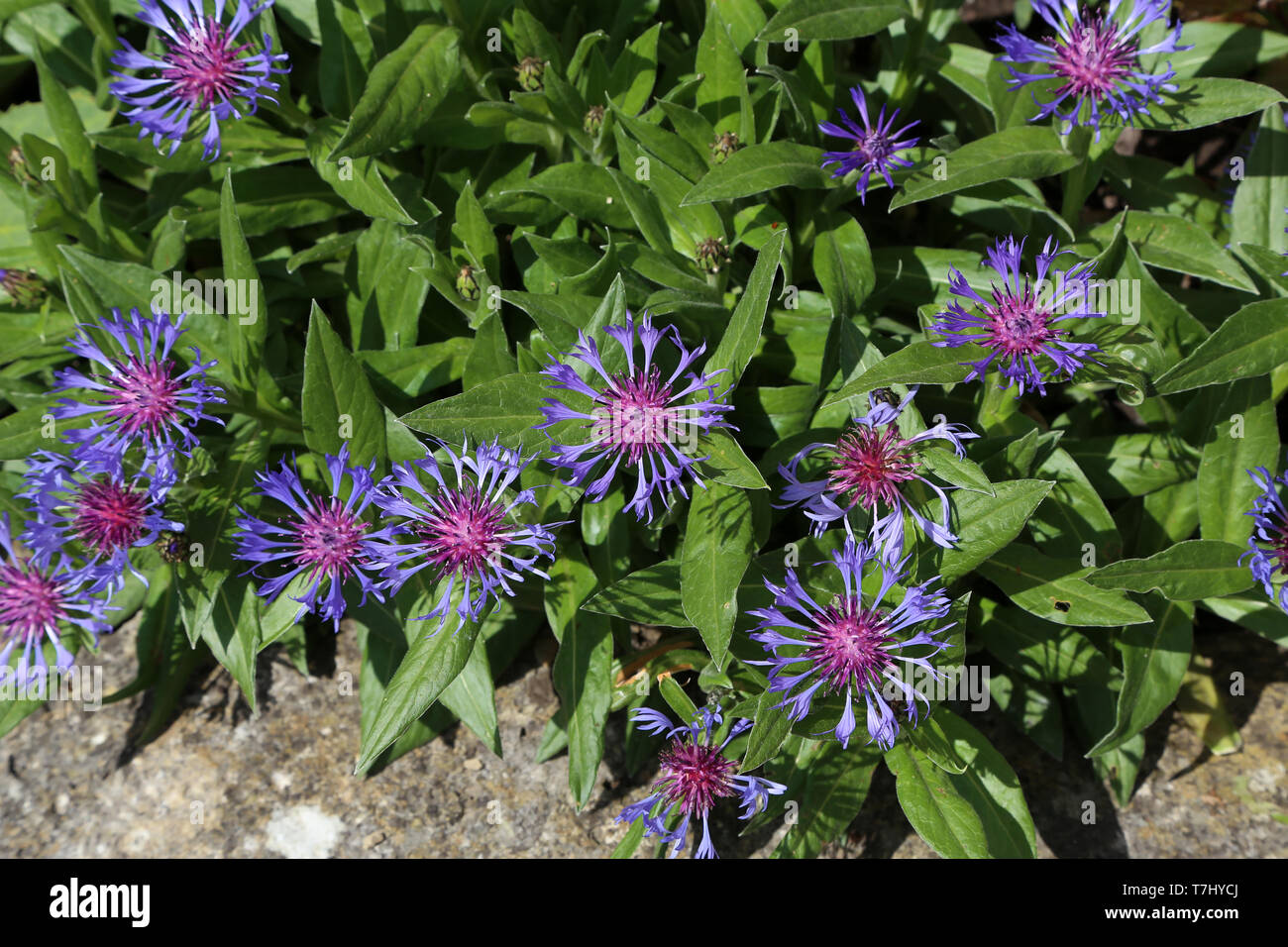Beautiful blue cornflowers bloom on a flower bed in the garden Stock ...