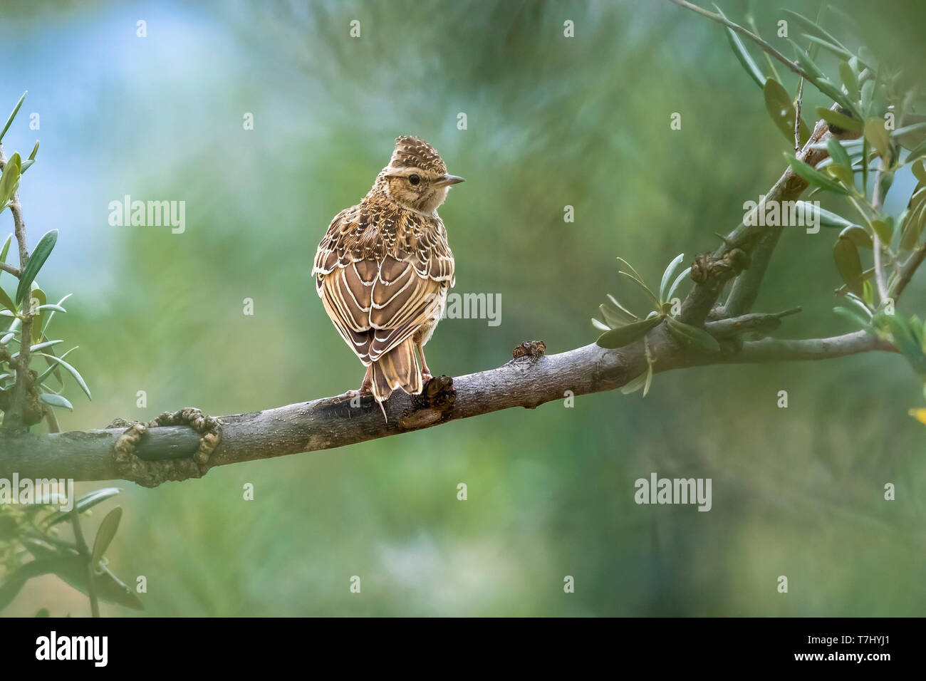 Lark mountain hi-res stock photography and images - Alamy