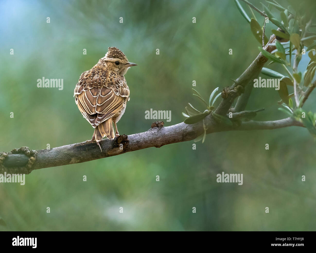 Lark Tree Stock Photos & Lark Tree Stock Images - Alamy