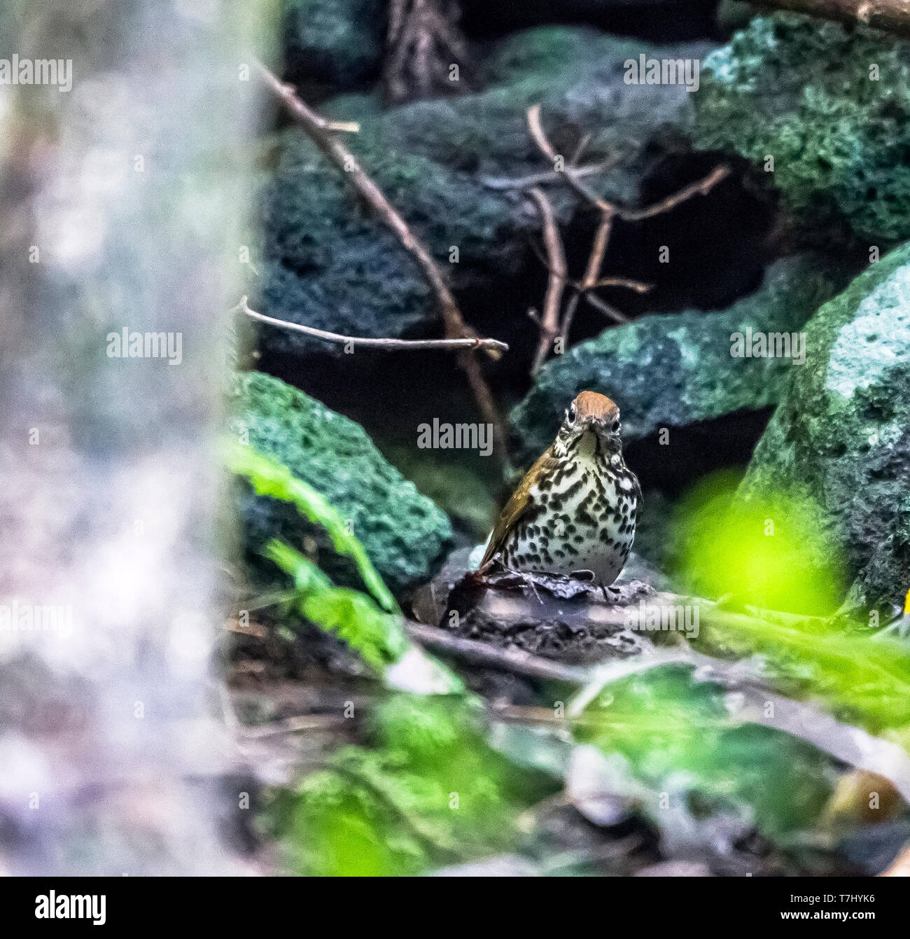 Fojo hi-res stock photography and images - Alamy