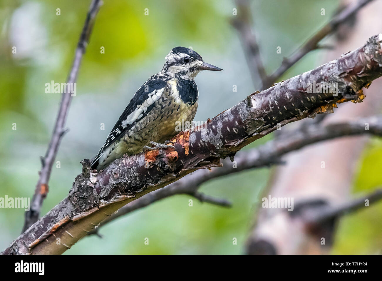 Yellow Bellied Sapsucker Baby